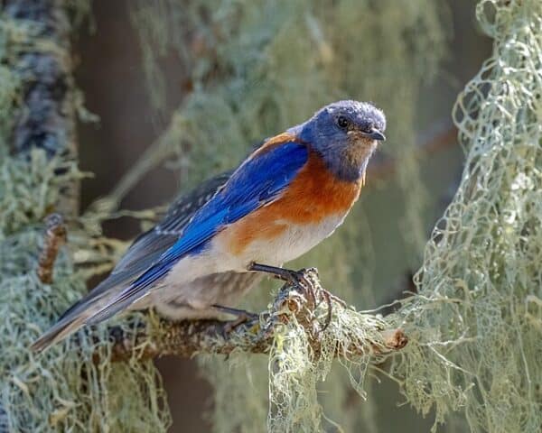 Blue Birds: 7 Of The Most Iconic & Reason Behind Their Coloration ...