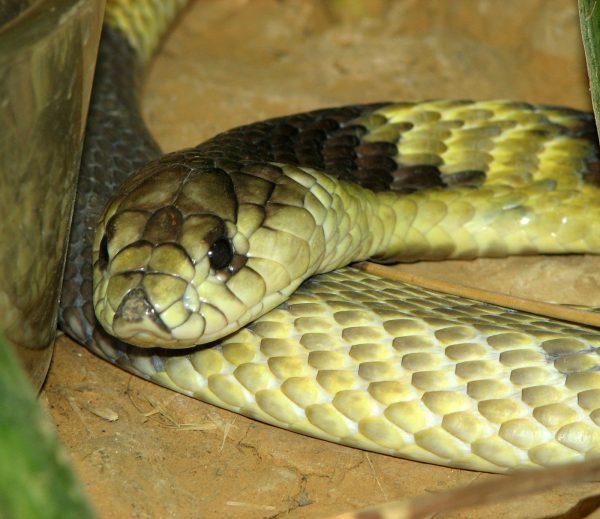 Asp Snake - Learn About Nature