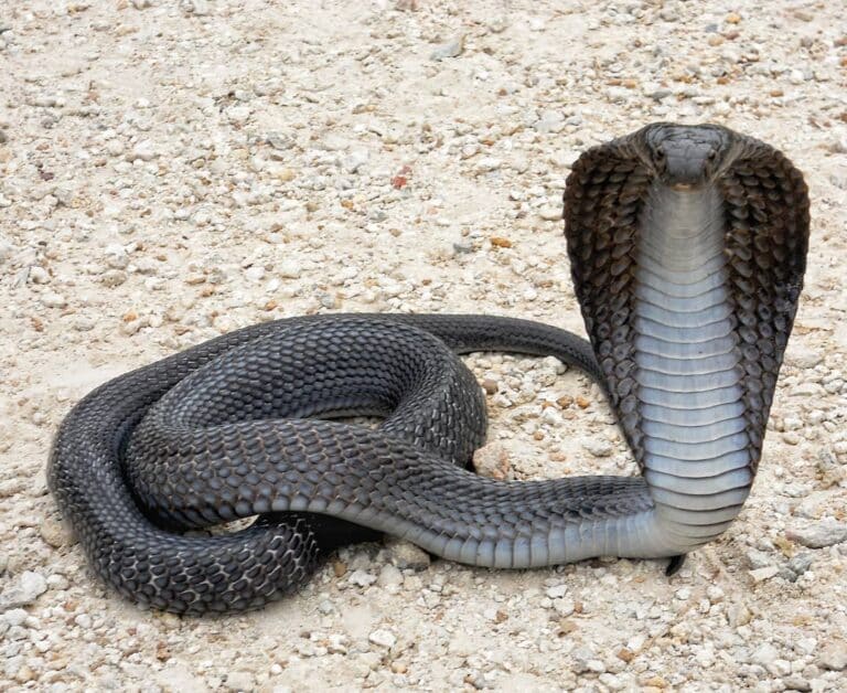Types of Snakes: Elapidae - Learn About Nature