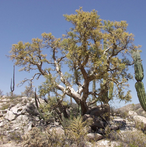 Elephant_tree - Learn About Nature