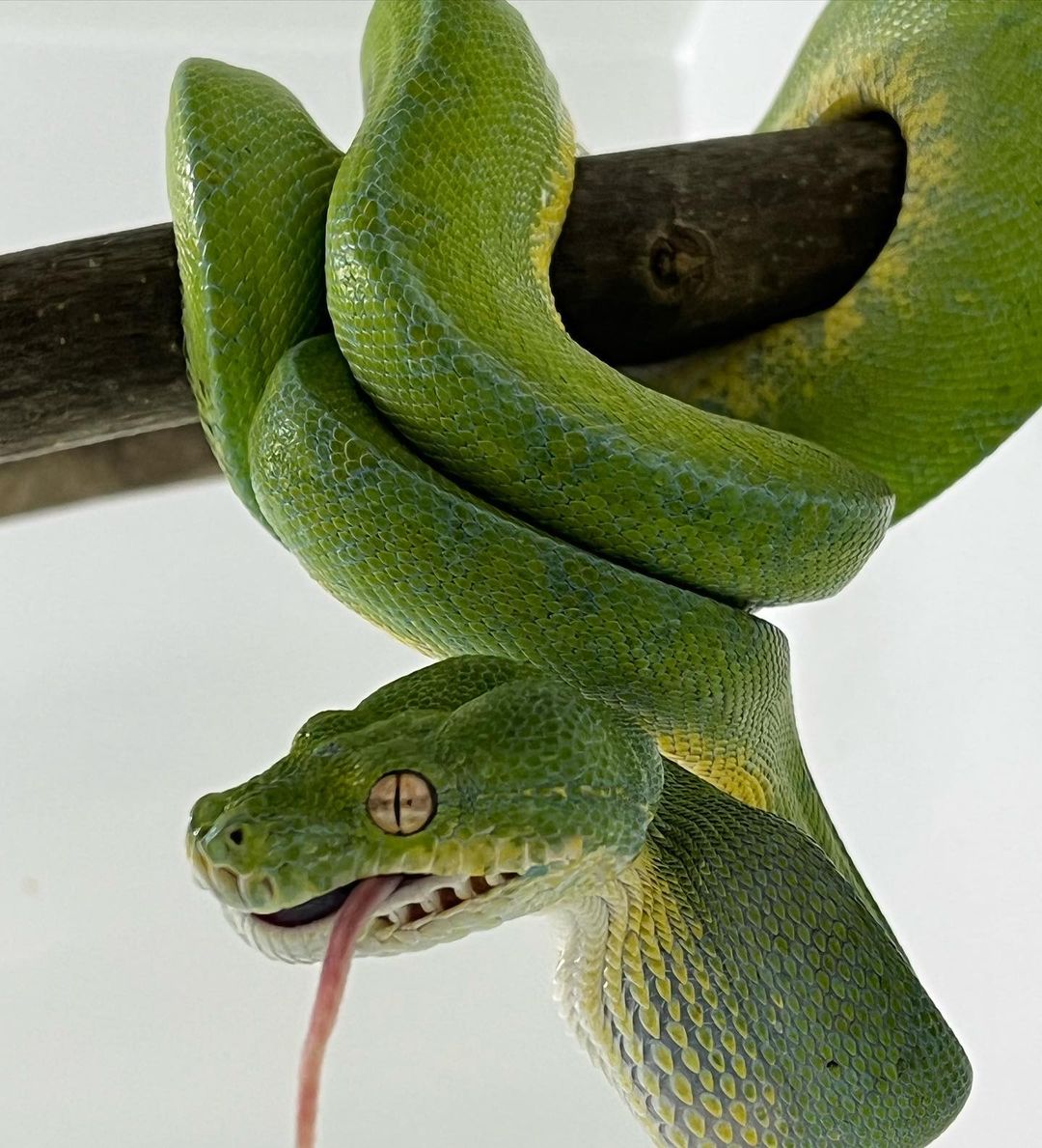 Emerald Tree Boa - Learn About Nature