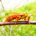 The King of Sting: Executioner Wasp Facts