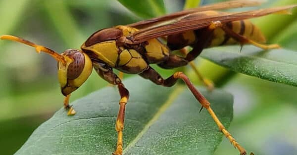 The King of Sting: Executioner Wasp Facts