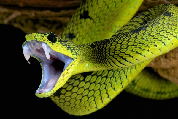 Snake Skeleton - Learn About Nature