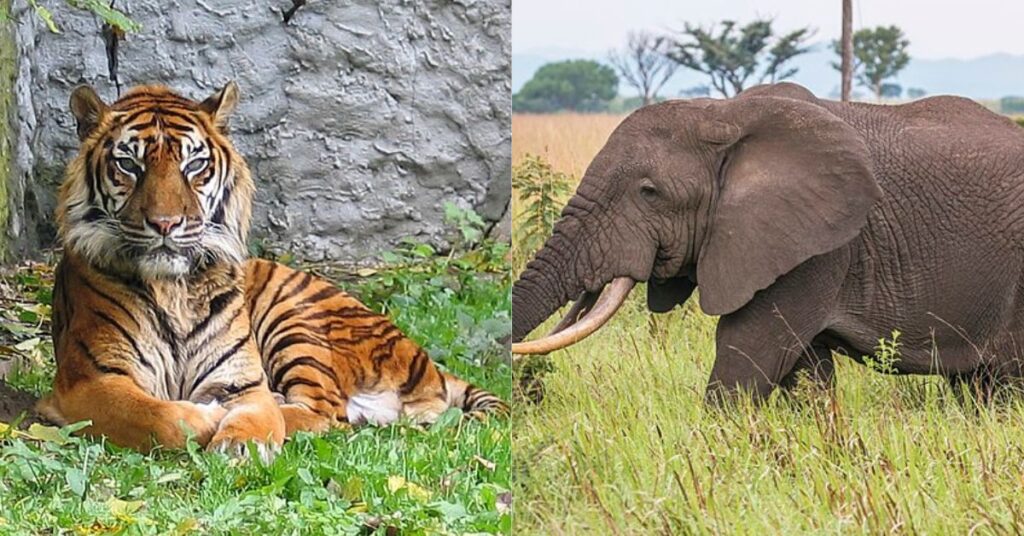 The Top 10 Iconic Animals of Canada - Learn About Nature