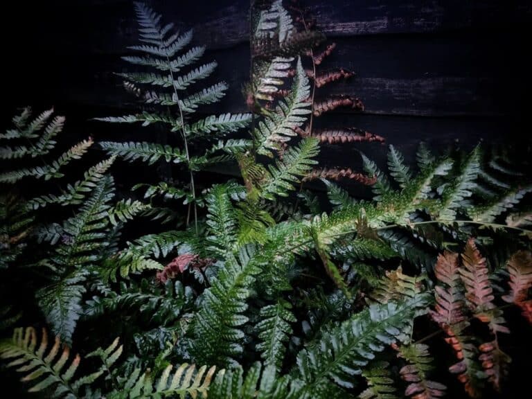 Fern Life Cycle - Complex Process of Alternation of Generations - Learn ...