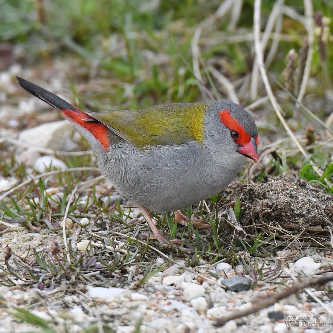 Finches - Learn About Nature