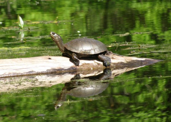 Western Pond Turtle - Learn About Nature