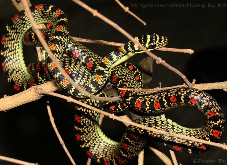 Flying Snake - Learn About Nature