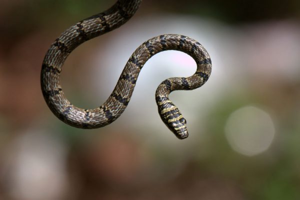 Asp Snake - Learn About Nature