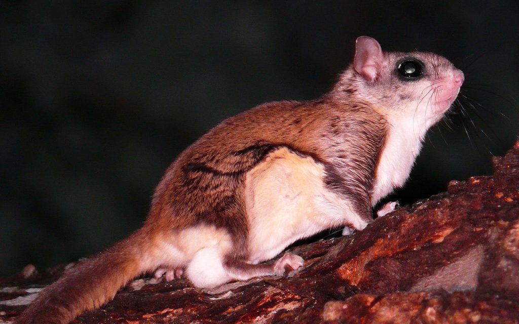Flying Squirrel - Learn About Nature