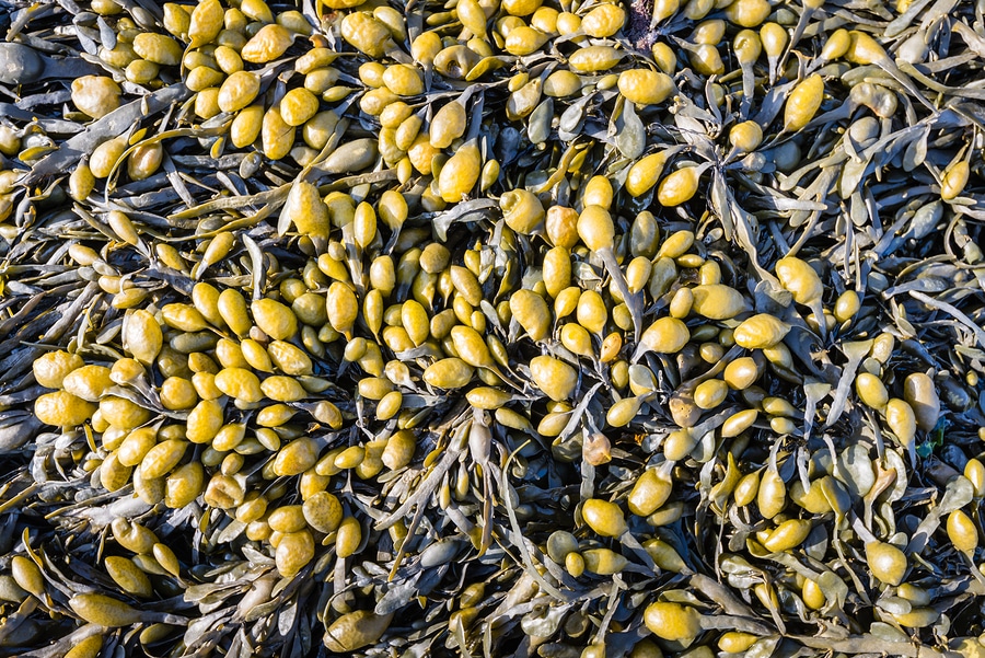 Fucus-Vesiculosus-Seaweed-From-77137409.jpg - Learn About Nature