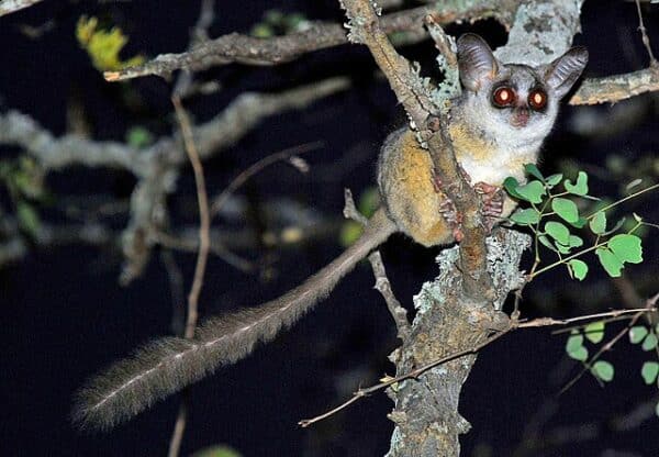 Bushbaby (Galago) - Natural Habitat, Behaviors & Key Characteristics ...