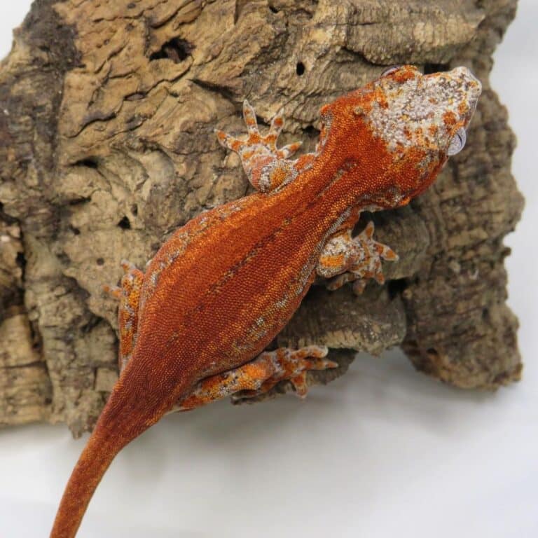 Gargoyle Gecko - A Beautiful Masterpiece of Reptiles Realm - Learn ...