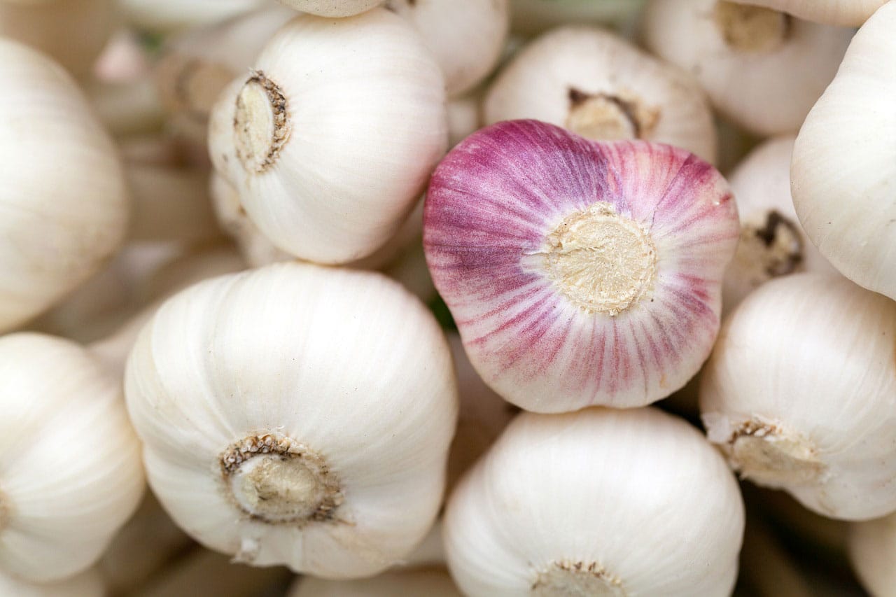 Garlic - Learn About Nature