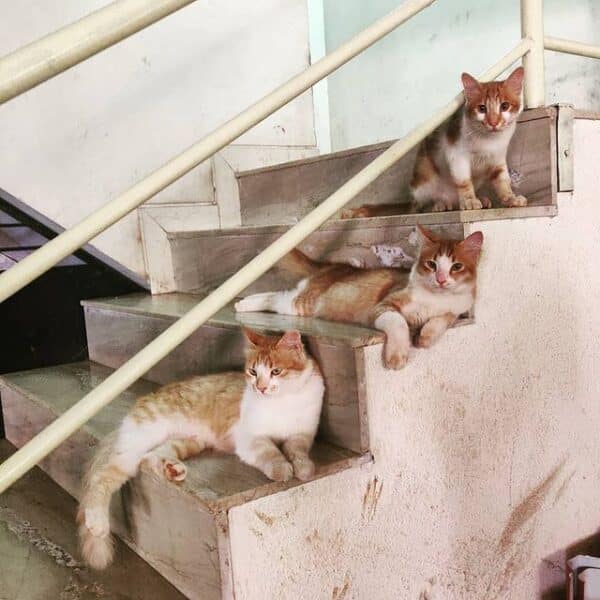 How Big Do Cats Get? Unraveling the Complexities of Feline Anatomy ...