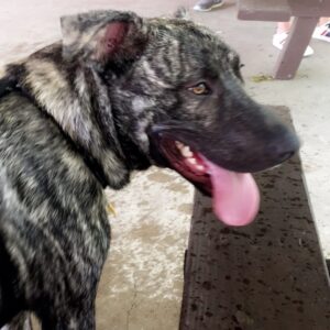 German Shepherd Mastiff Mix - Learn About Nature