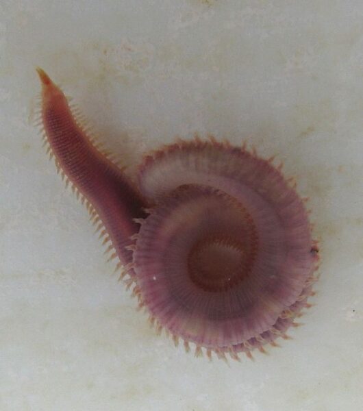 Blood Worms - Essential Nutrition Facts for Aquarists - Learn About Nature
