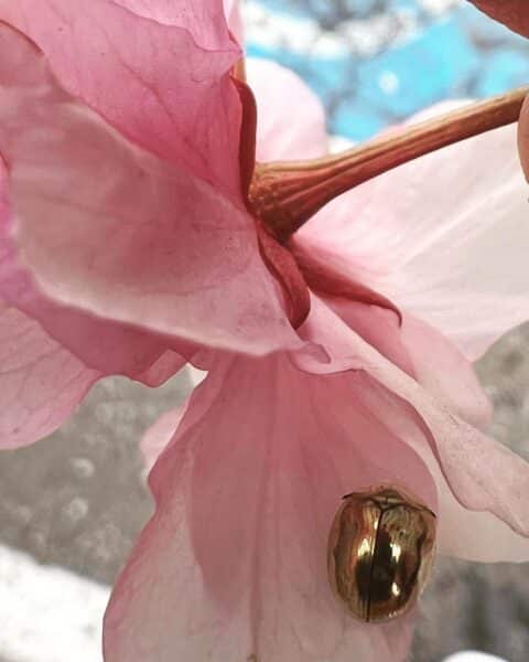 Gold Ladybug - Learn About Nature