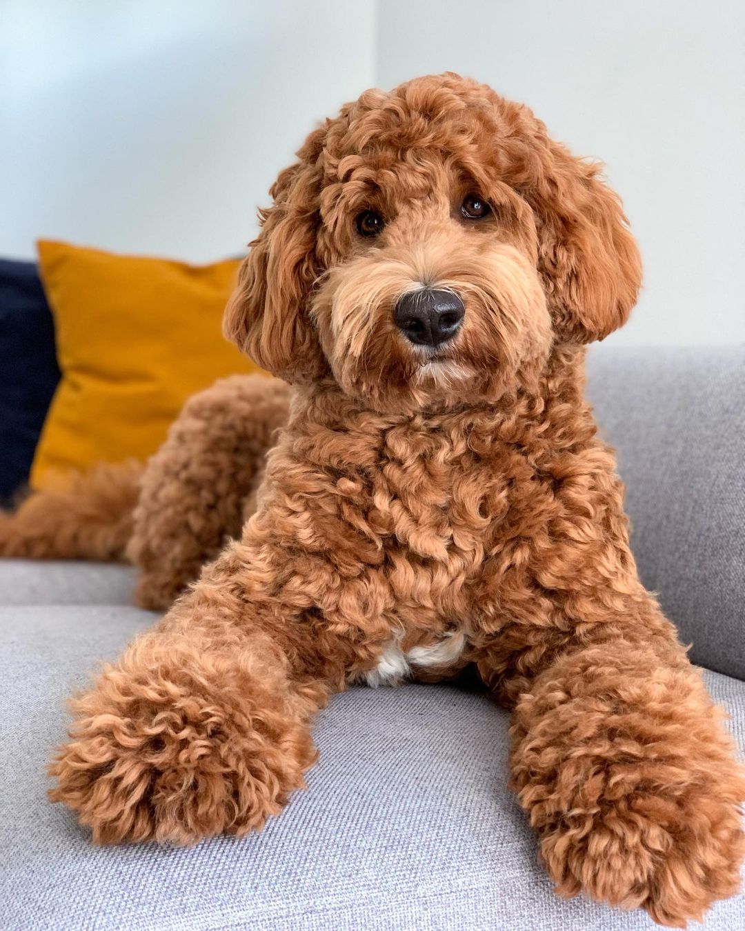 What is a Golden Doodle - Poodle Crosses - Learn About Nature