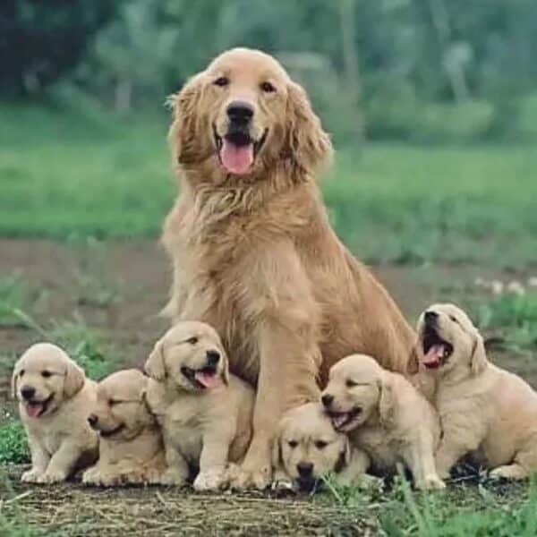 Golden Retriever Breed Profile - Learn About Nature
