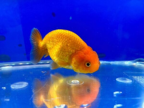 5 Lucky Animals That Predict Excellent Fortune - Learn About Nature