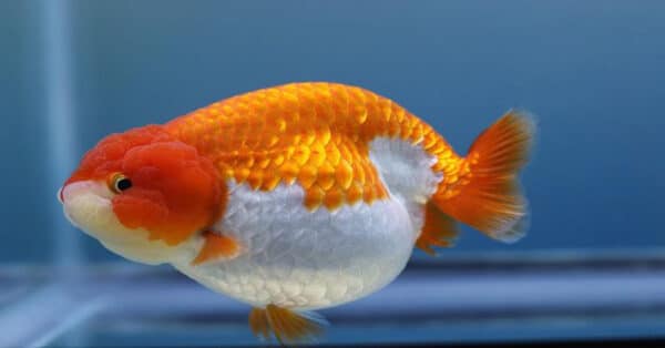 Goldfish Lifespan and Stages of Development - Learn About Nature
