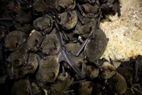 The Gray Bat: It's Beautiful - Learn About Nature