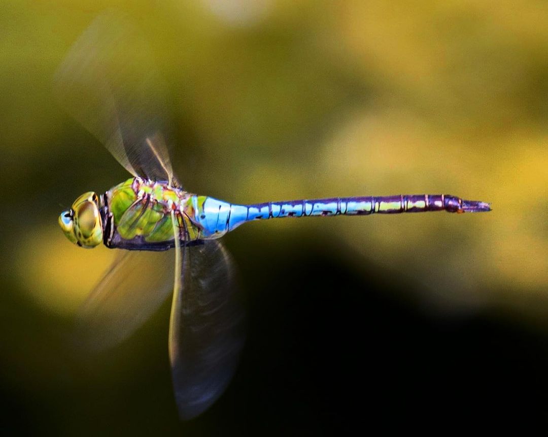 Green Darner Dragonfly - Learn About Nature