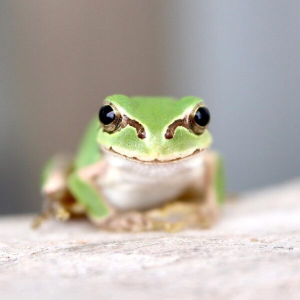 Green Frog - Learn About Nature