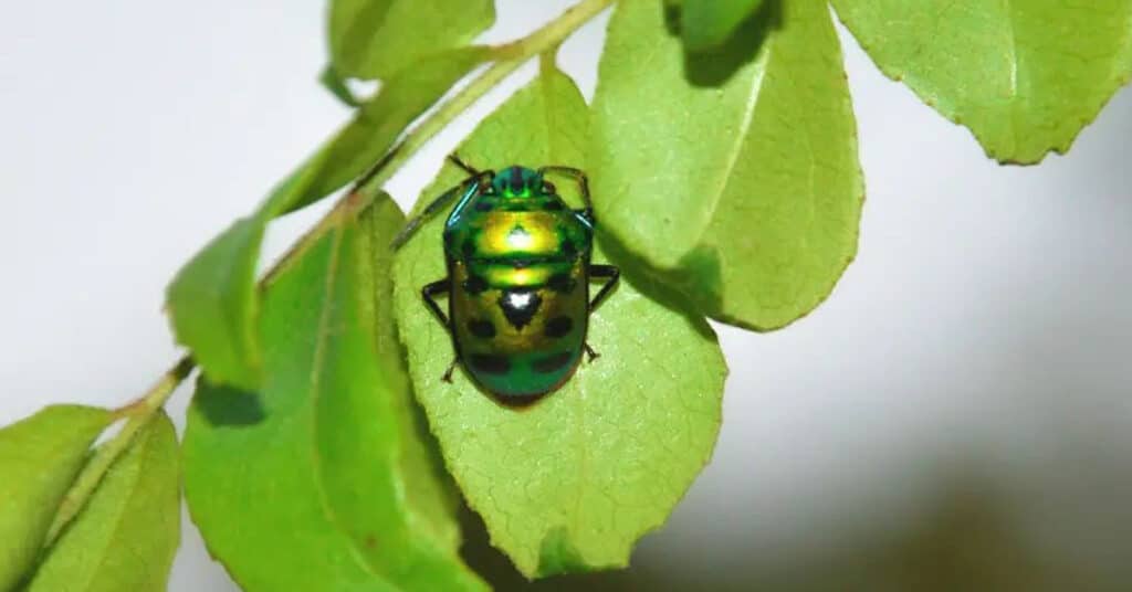 Gold Ladybug - Learn About Nature
