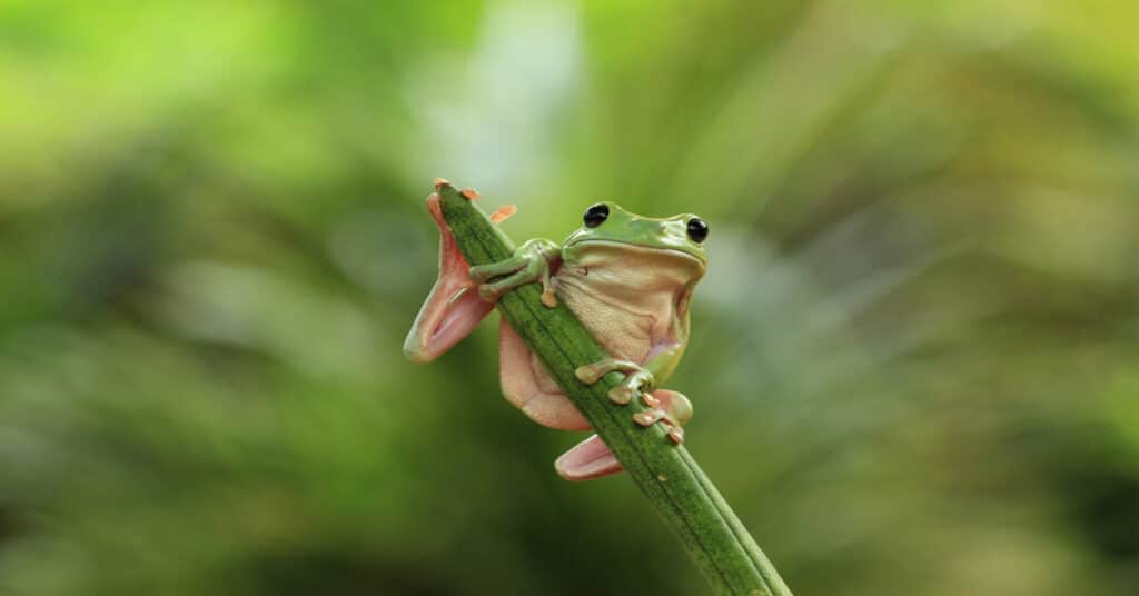Where Do Frogs Live? - Learn About Nature