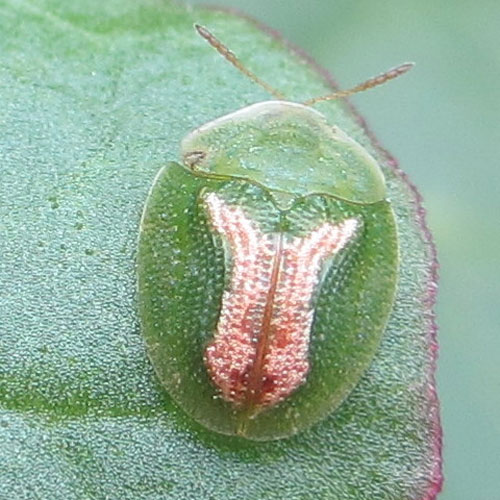 Tortoise Beetle - Learn About Nature