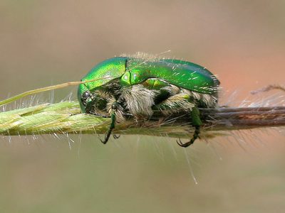 Green_Scarab_Beetle_Chiloloba_acuta_W_IMG_3433.jpg - Learn About Nature