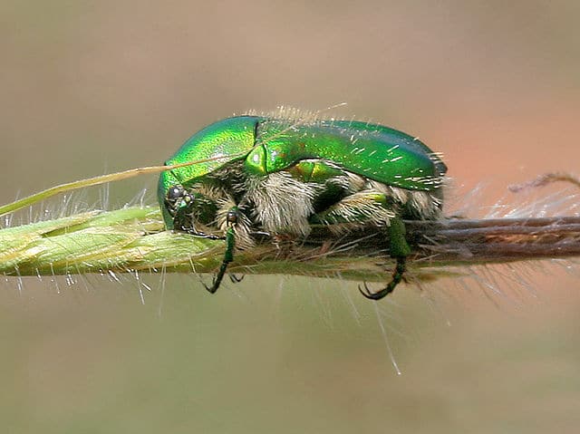 What Do Beetles Eat - Learn About Nature