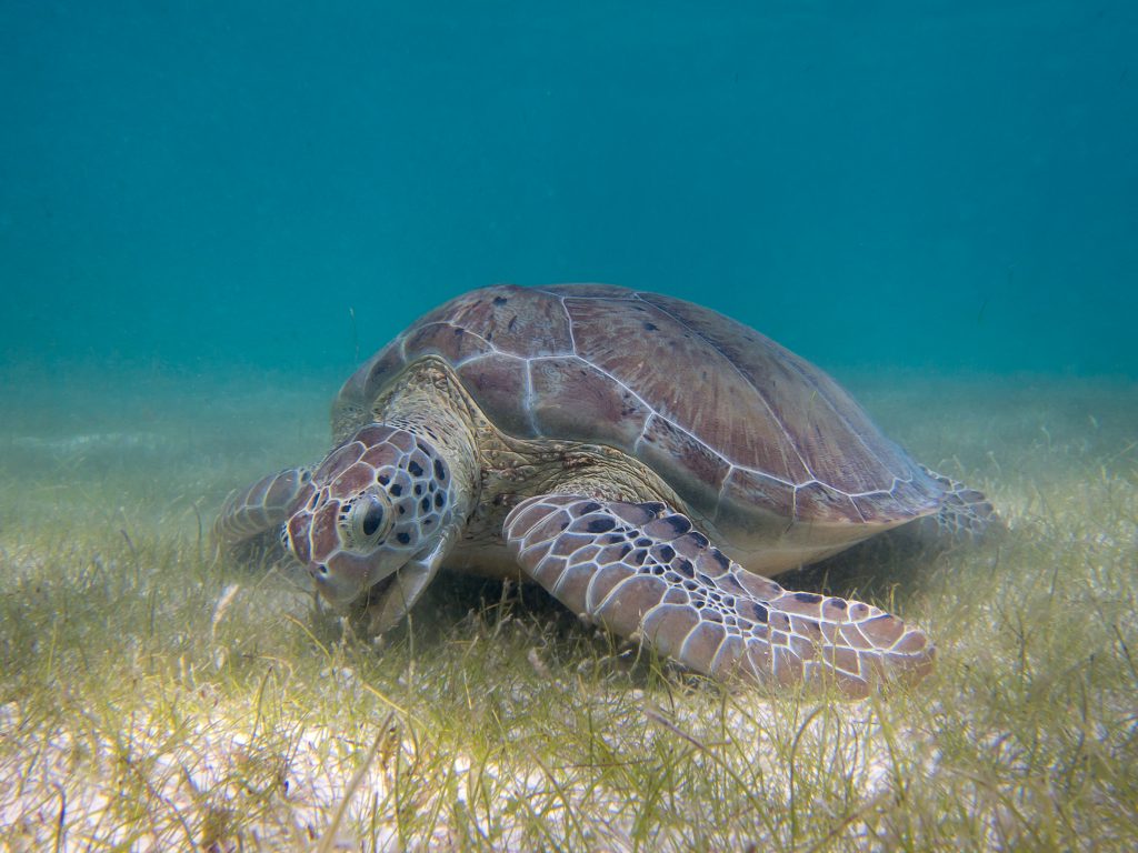 Green Sea Turtle - Learn About Nature