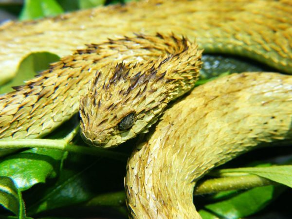 Hairy Bush Viper - Learn About Nature
