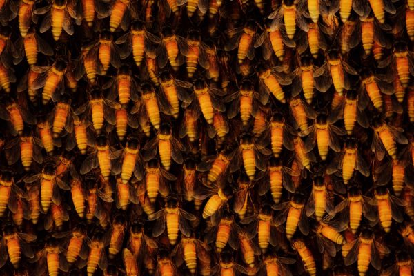 Honey_Bee(Apis_dorsata)Hive - Learn About Nature