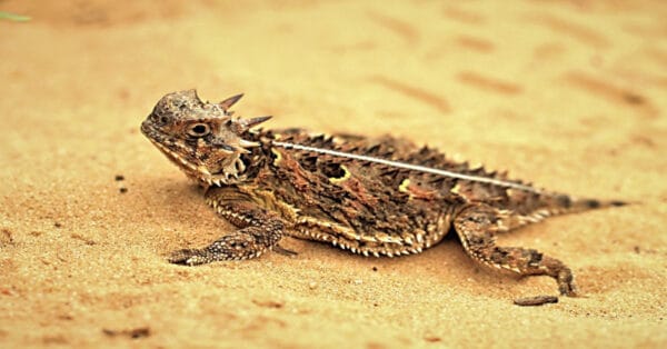 Lizard Life Cycle - Learn About Nature