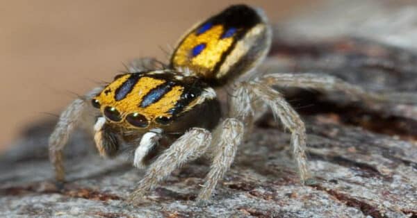 How Long Do Spiders Live? - Learn About Nature