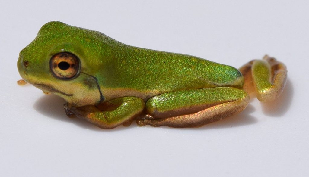 Green Tree Frogs - Learn About Nature