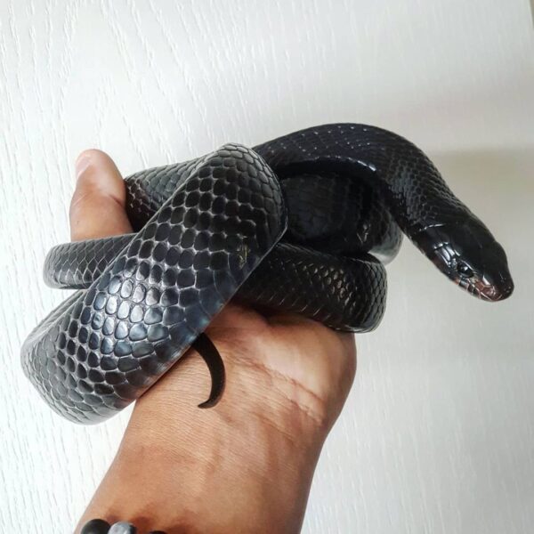Indigo Snake - Learn About Nature