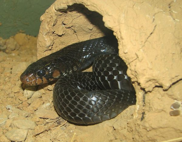 Asp Snake - Learn About Nature