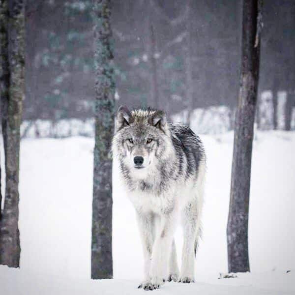 7 Largest Wolves in the World: Main Characteristics & Distribution ...