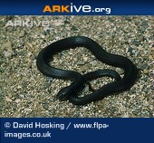 Israeli-burrowing-asp-1.jpg - Learn About Nature