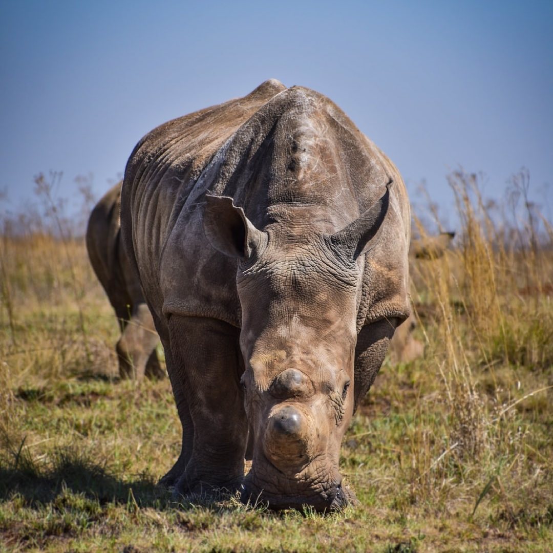 5 Endangered Species of Animals and How We Can Save Them - Learn About ...