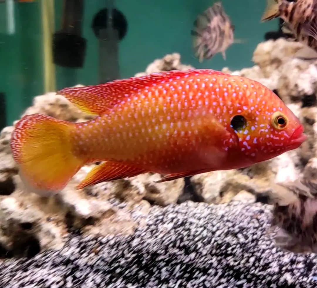 Jewel Cichlid - Learn About Nature