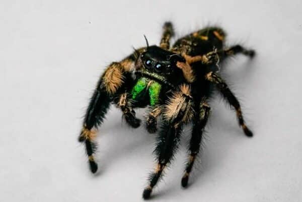 Jumping Spider - Learn About Nature