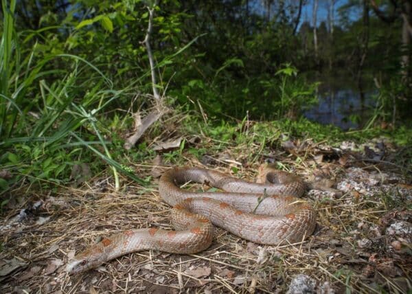 King Snake - Learn About Nature