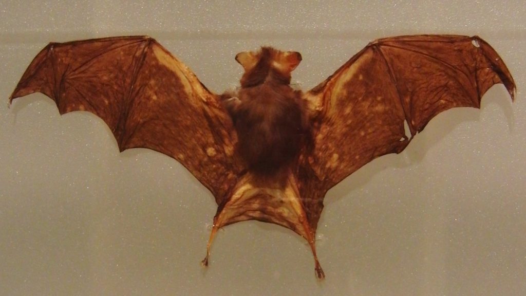 The Bumblebee Bat: Do You Know What It Is? - Learn About Nature